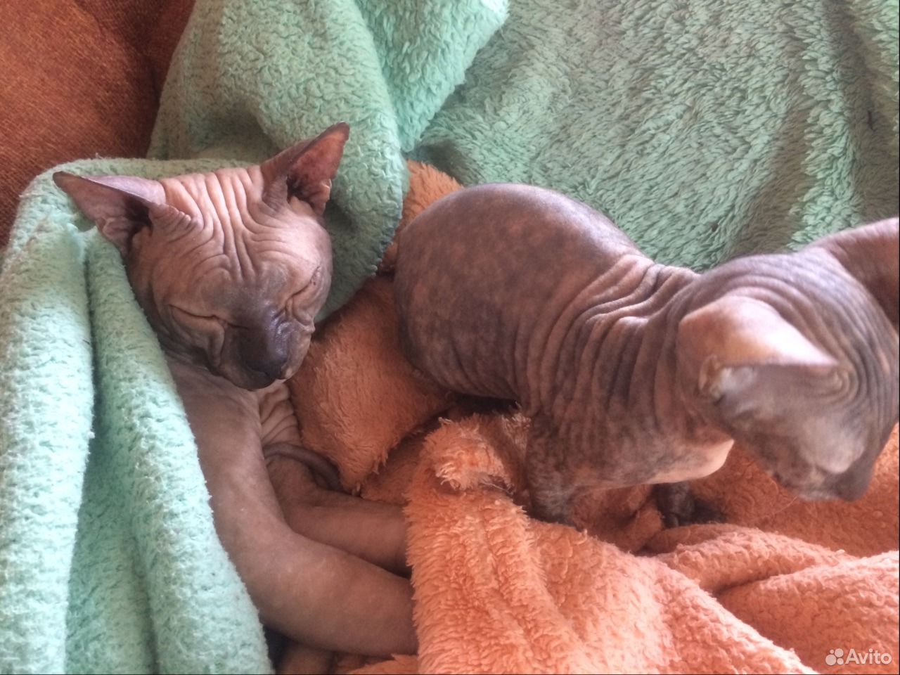 Котик ждёт,Черепашки на денежки