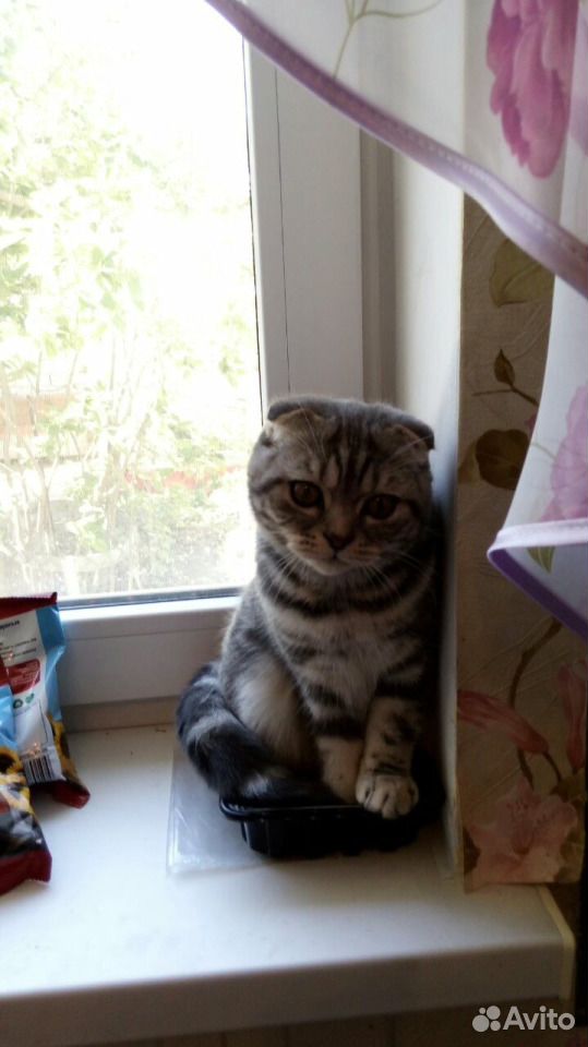 Вязка с котом