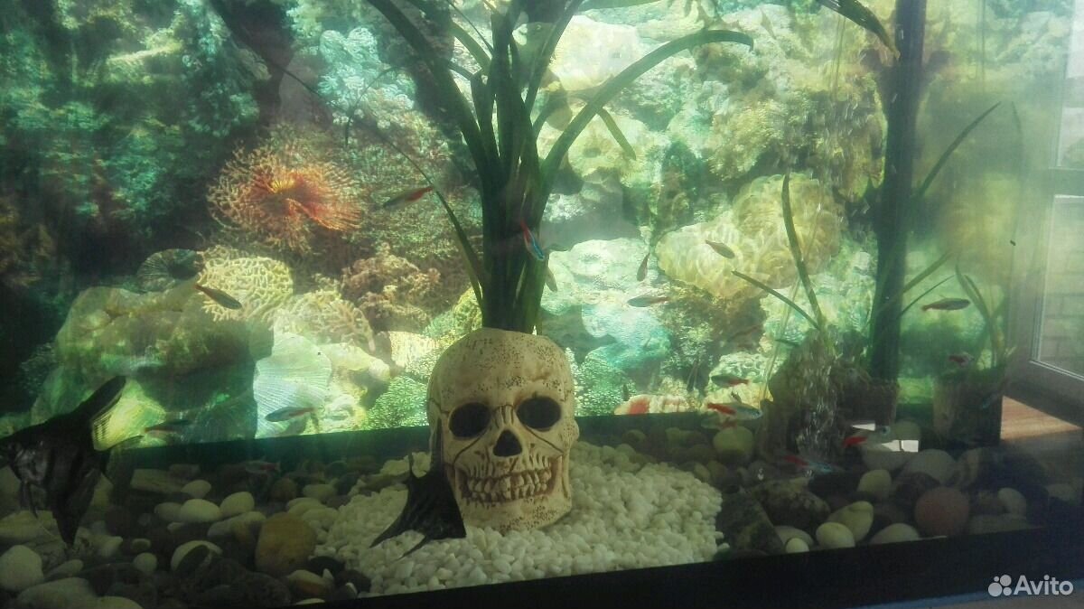 Декор для аквариума череп с живой травой