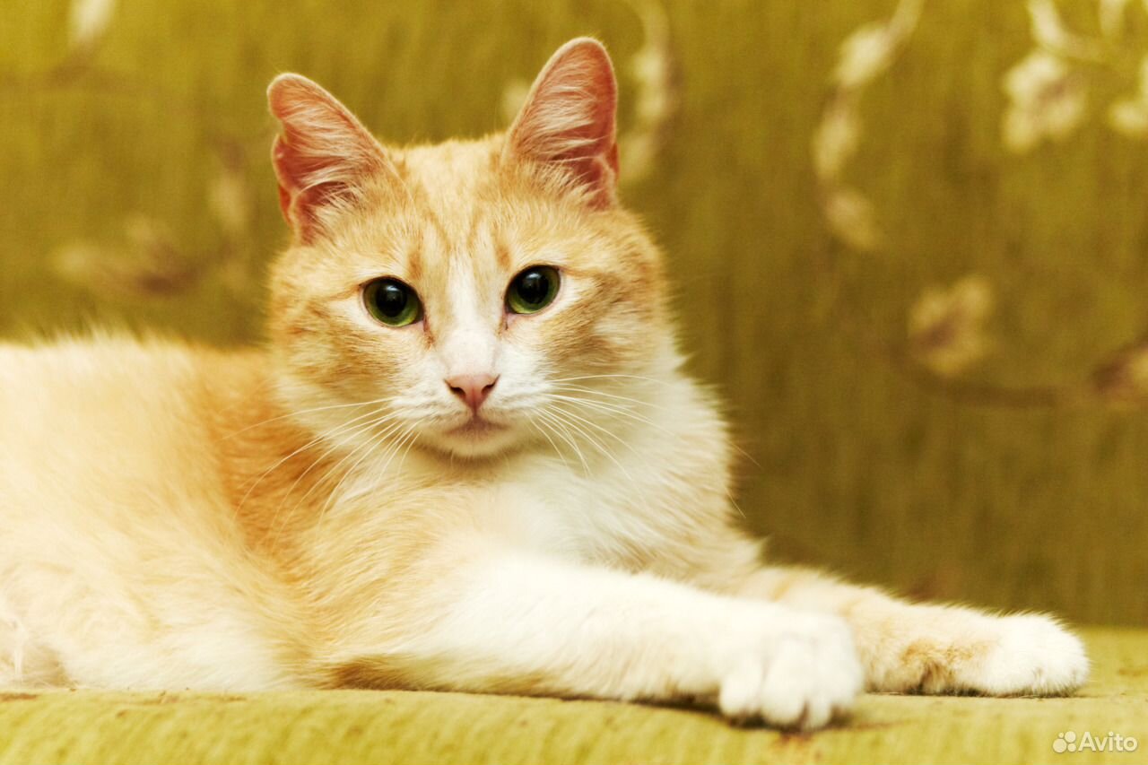 Рыжуля ищет дом