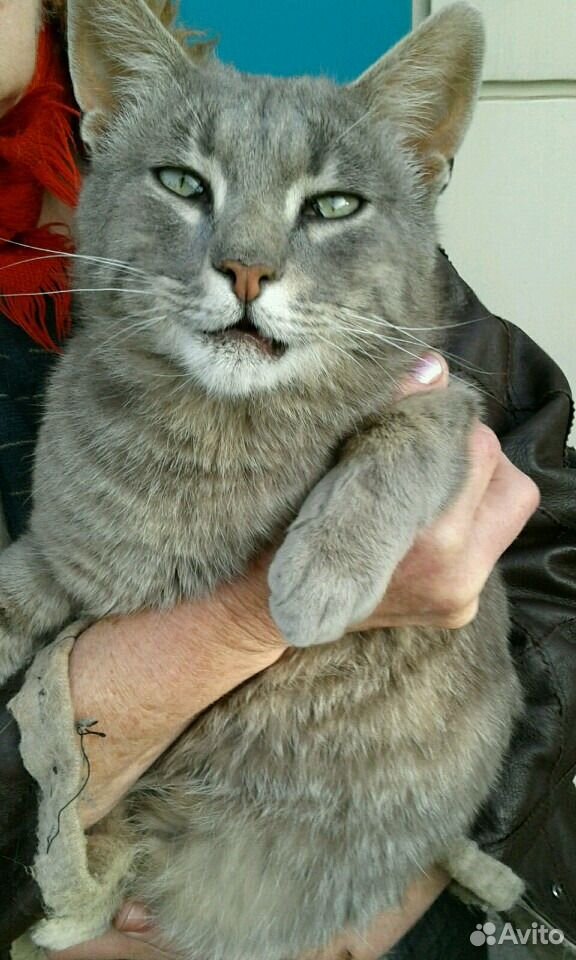 Котик