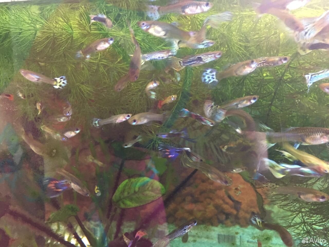 Рыбки гуппи