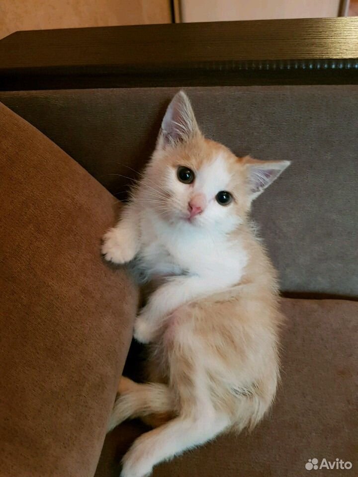 Котенок рыже-белый девочка Аська 2мес,метиска