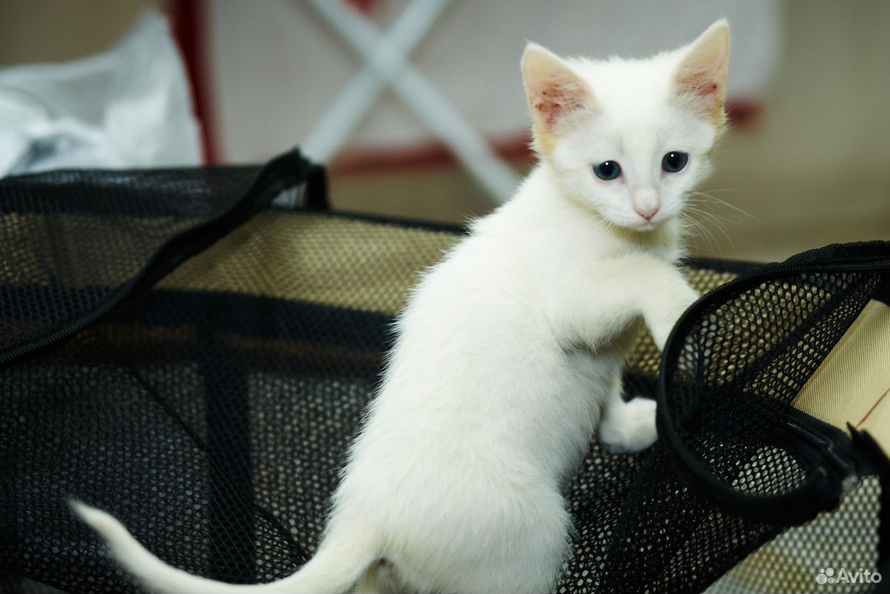 Белочка ищет дом