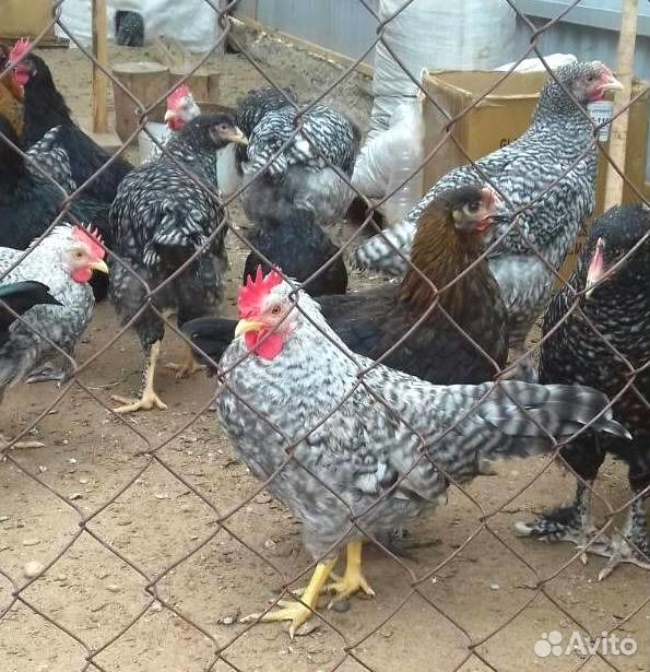 Молодые петушки. Куры