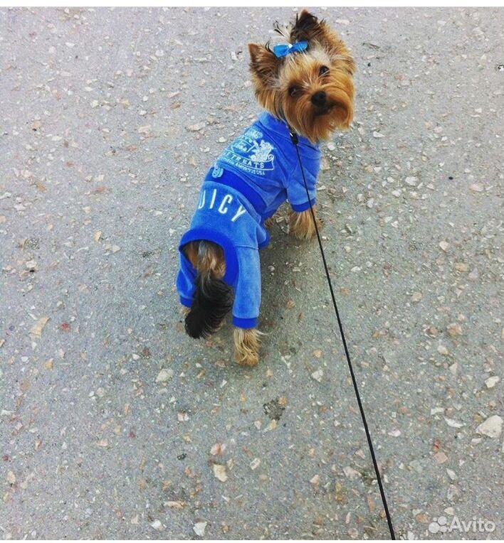 Йоркширский терьер (кабель для вязки)