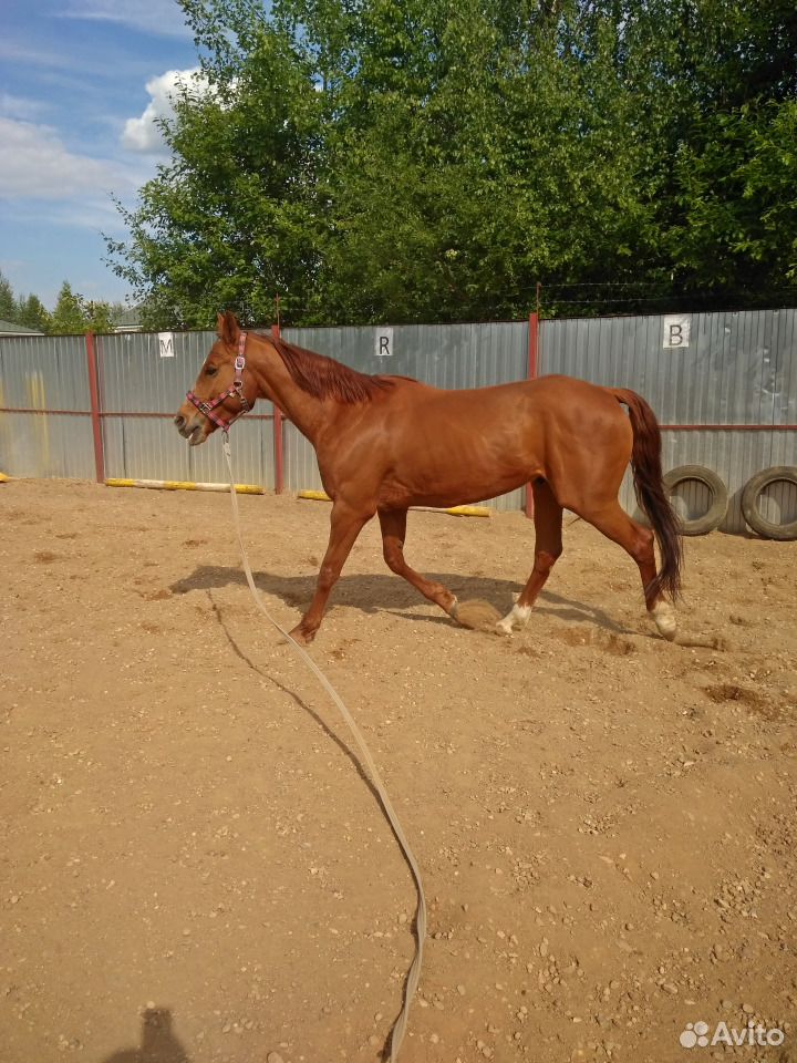 Ганноверская помесь, мерин