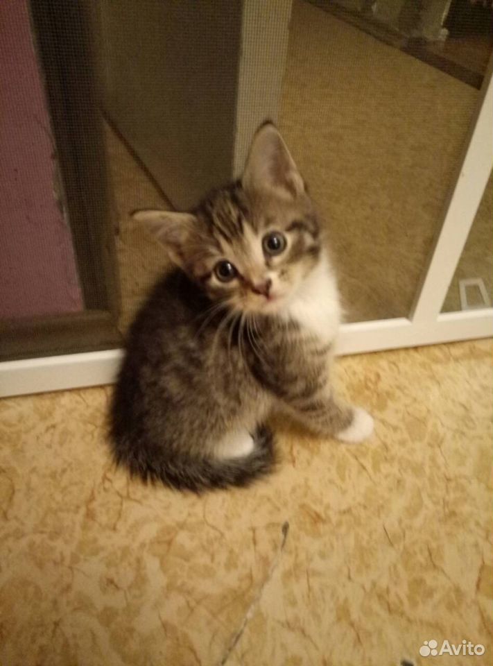 Котята, к лотку приучены
