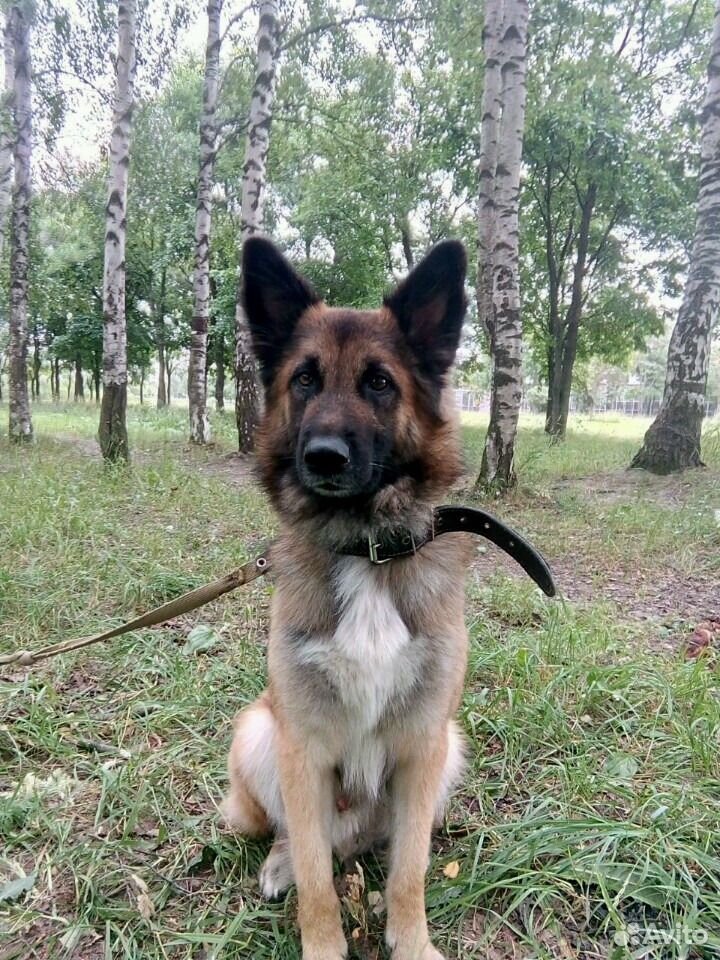 Бельгийская овчарка