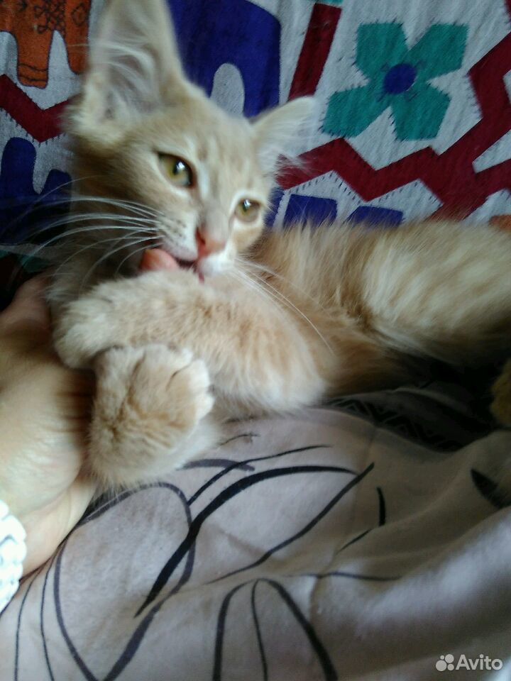 Рыжий котенок Персик