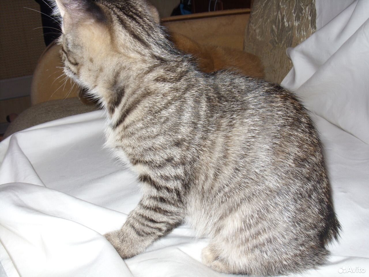 Ищу хозяина