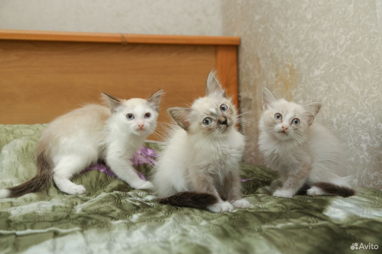 Котята (Священная Бирма 2 месяца)