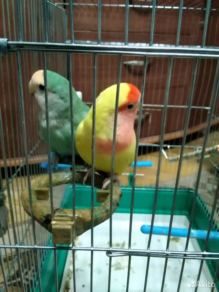 Попугай неразлучники с клеткой