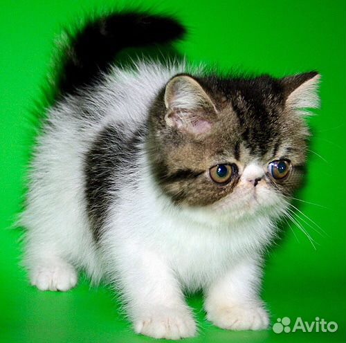 Котик симпатяга