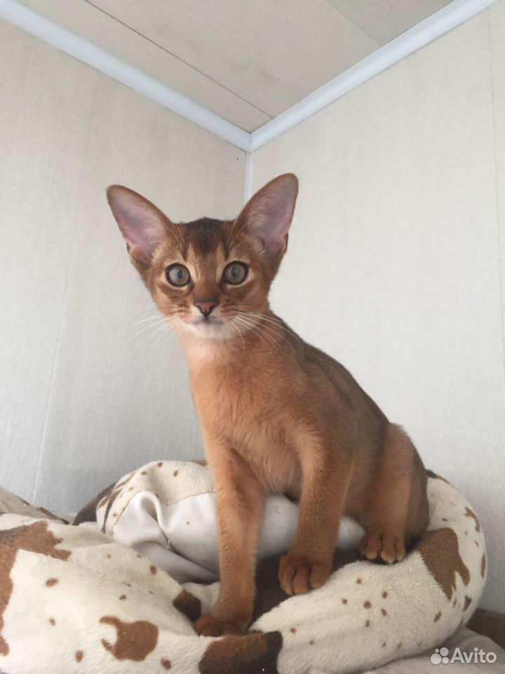 Кошечка