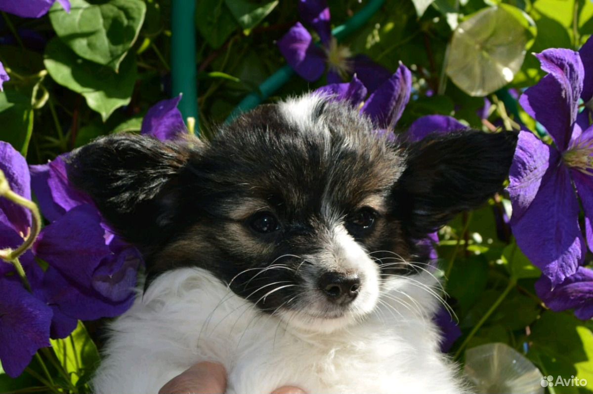 Замечательная девочка папийона