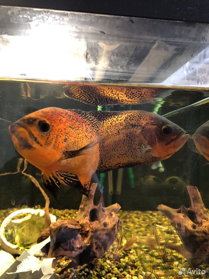 Астронотус