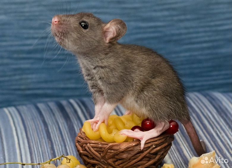 Крысы, крысята из питомника. Агути дикий окрас