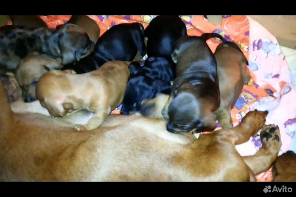 Миниатюрные карликовые таксятки