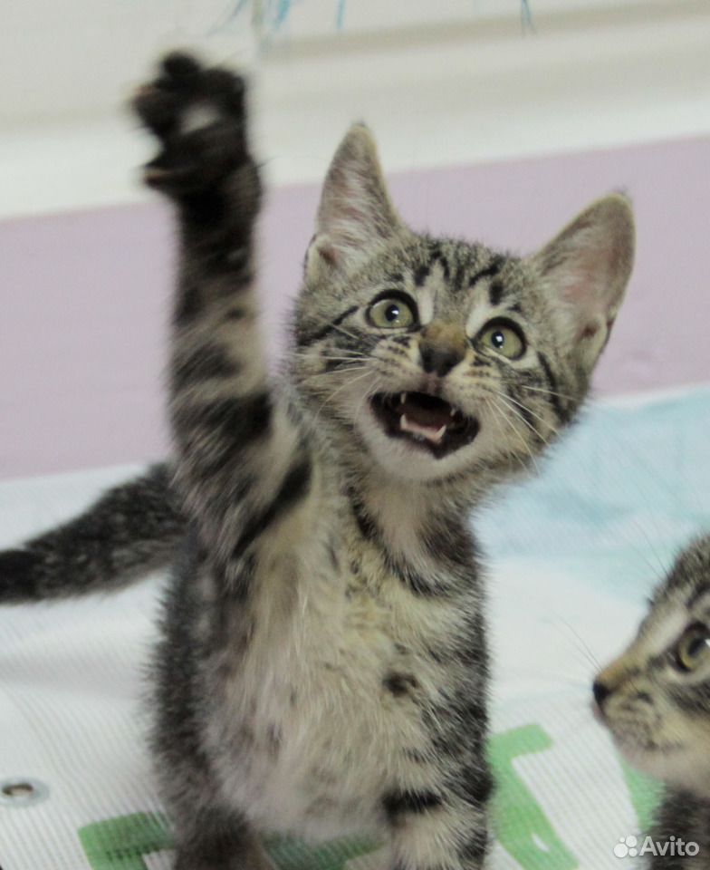 Отдам котенок полосатый