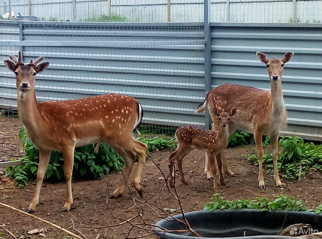 Лань европейская