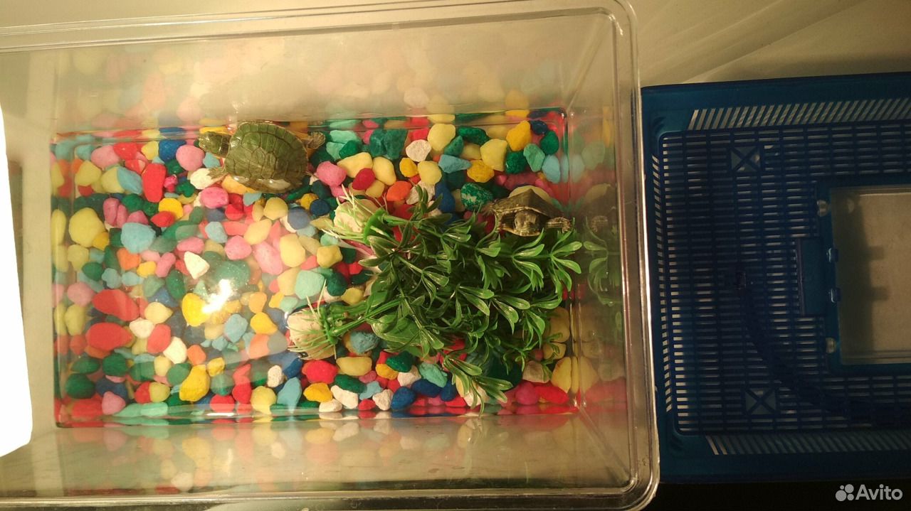 Отдам трёх красноухих черепашат