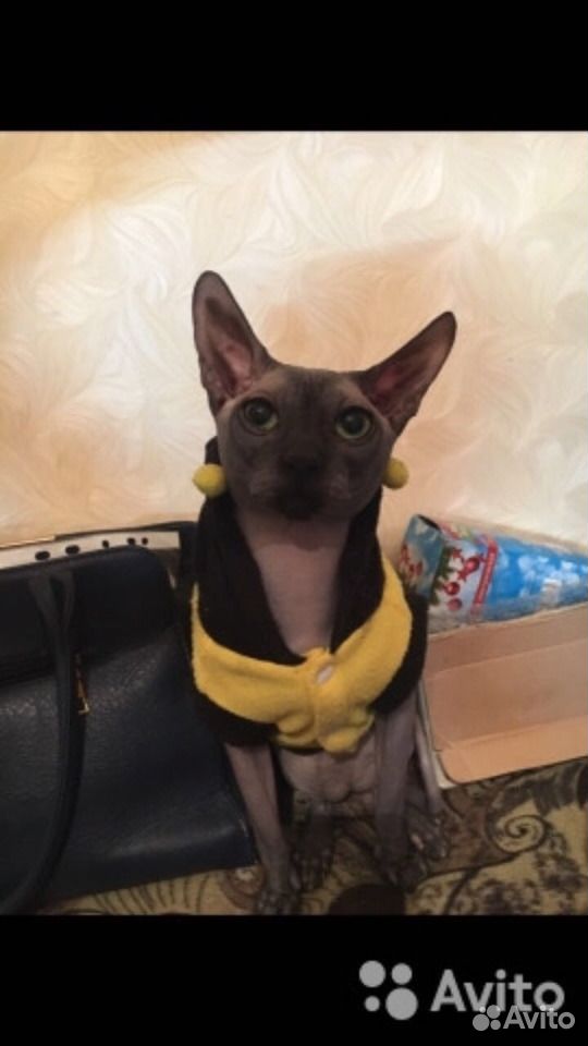 Опытный кот приглашает на вязку
