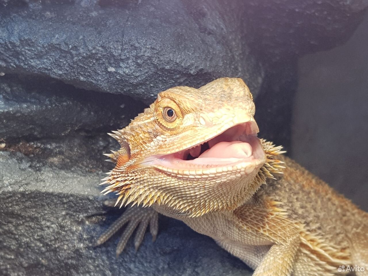 Бородатая агама вместе с террариумом