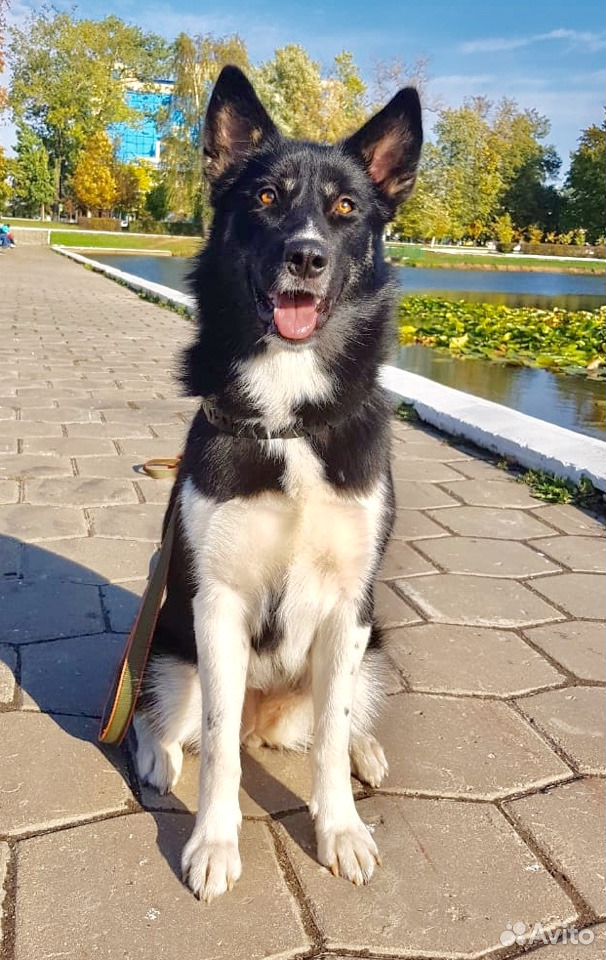 Лайка Ума, 1 год, в дар