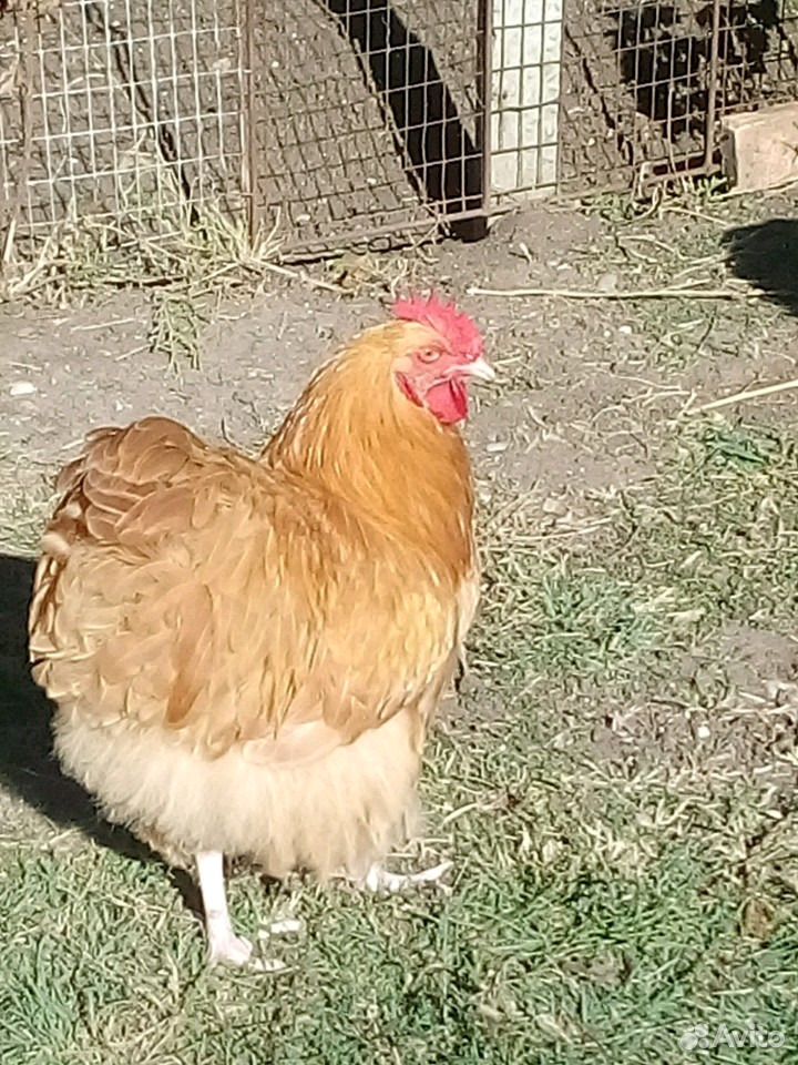 Семья орпингтона