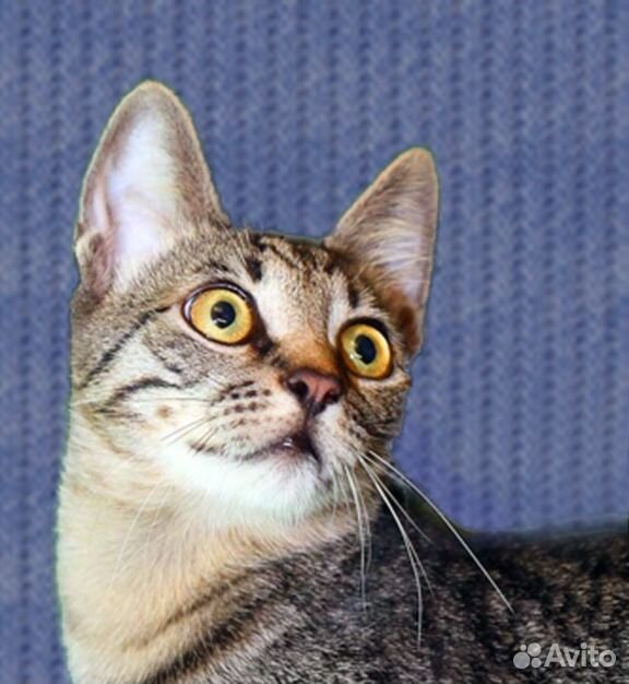 Матвейка - очаровательный полосатик