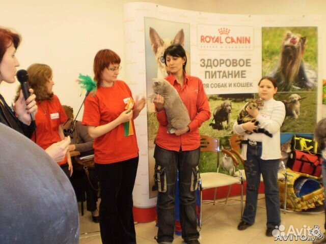 Котик хочет жениться