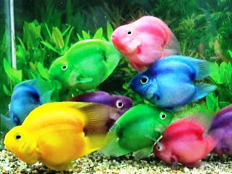 Рыбка Попугай Пурпурный (Purple Parrot Cichlid)