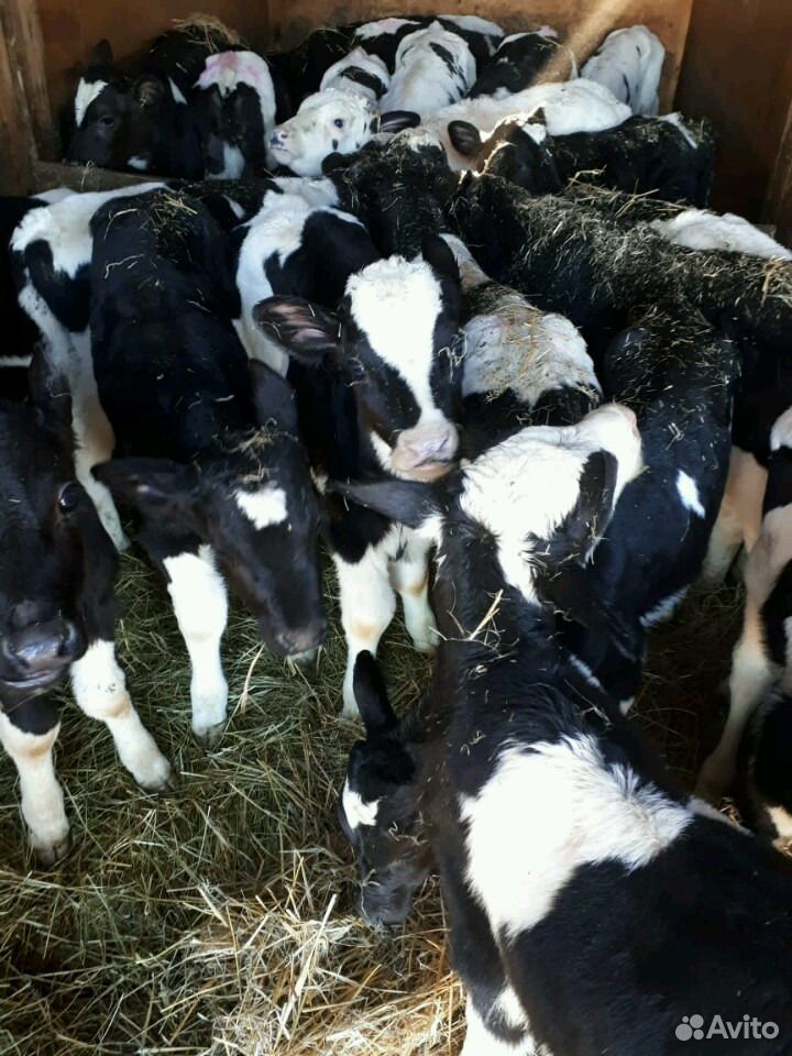 Продаем бычки телята