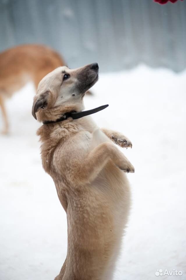Отдаю даром малышку Молли в добрые руки