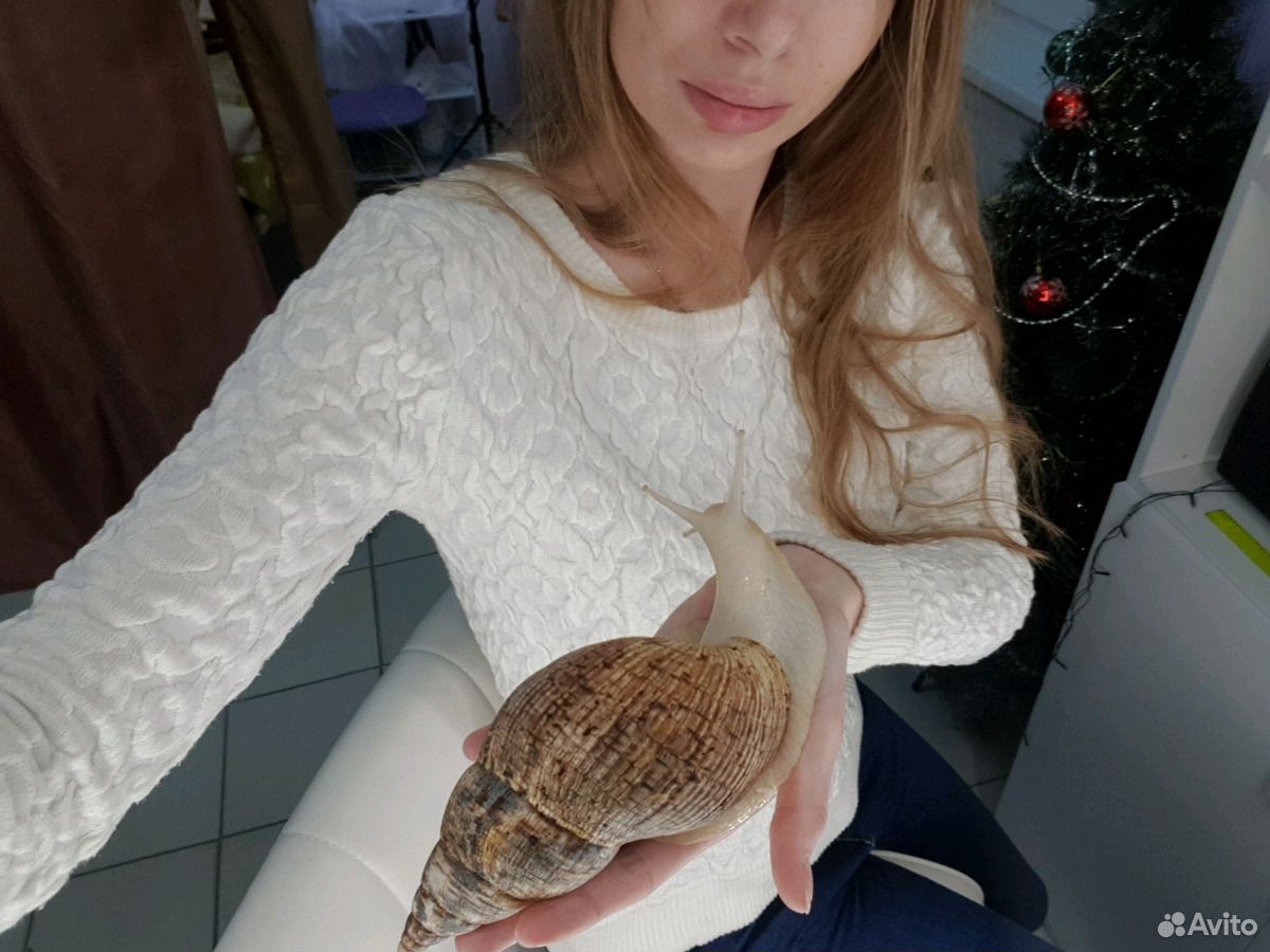 Продам улиток Ахатин