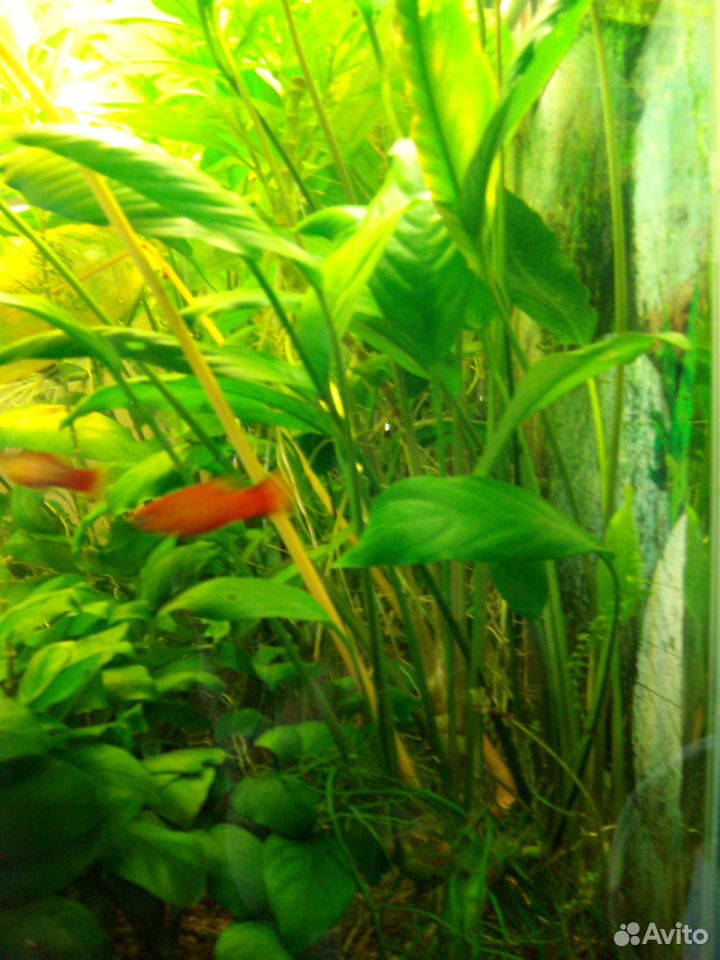 Аквариумные растения