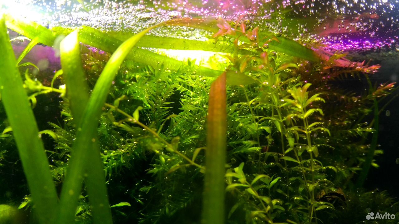 Willow moss валлиснерия микрантемум криптокорина