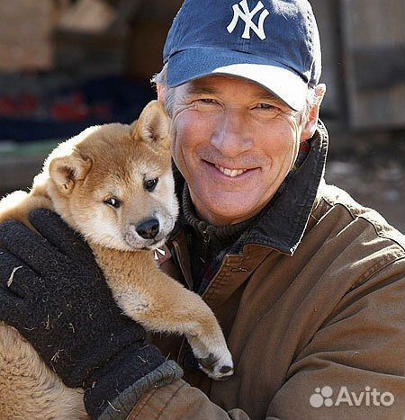 Верный друг щенок японской Акиты