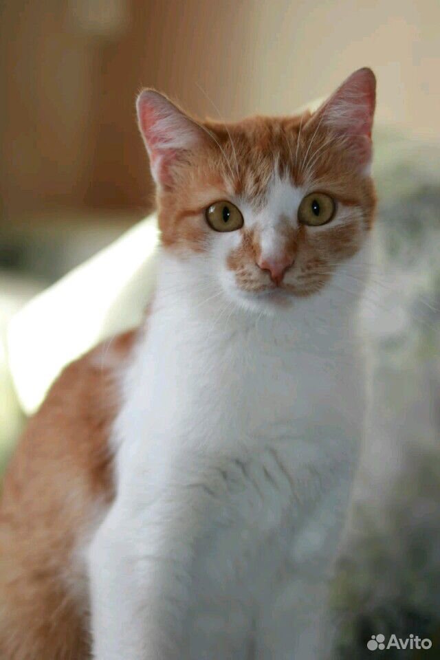 Эми, ласкуша-красотка