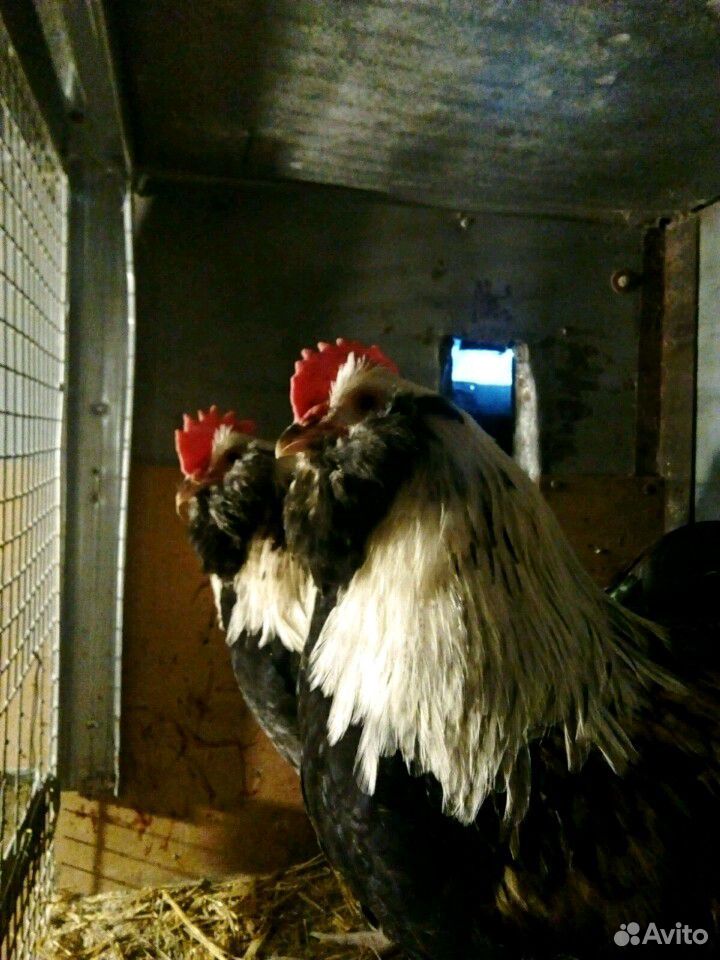 Продам петухов, селезней, семьи