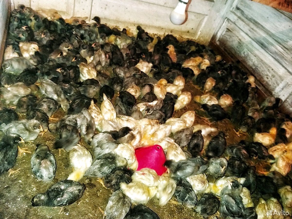 Цыплята цыплята доминант