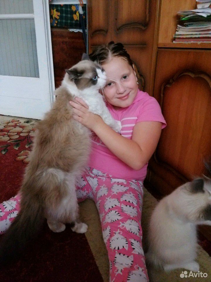 Чудо котята рэгдолл