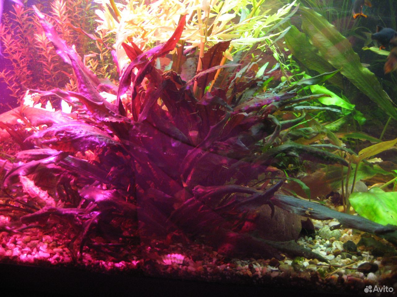 Растения, рыбы, медуза. Зеленоград