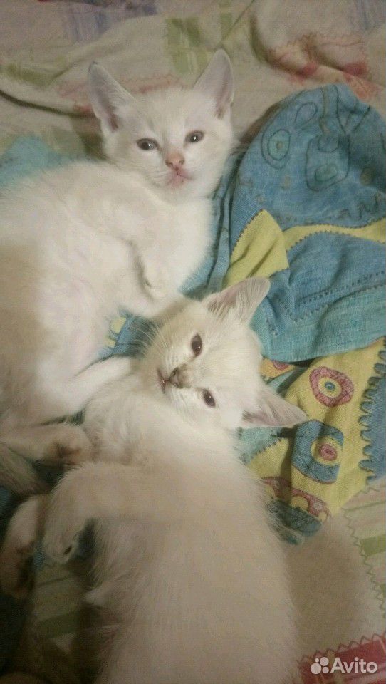 Отдам в хорошие руки замечательную кошечку и котик
