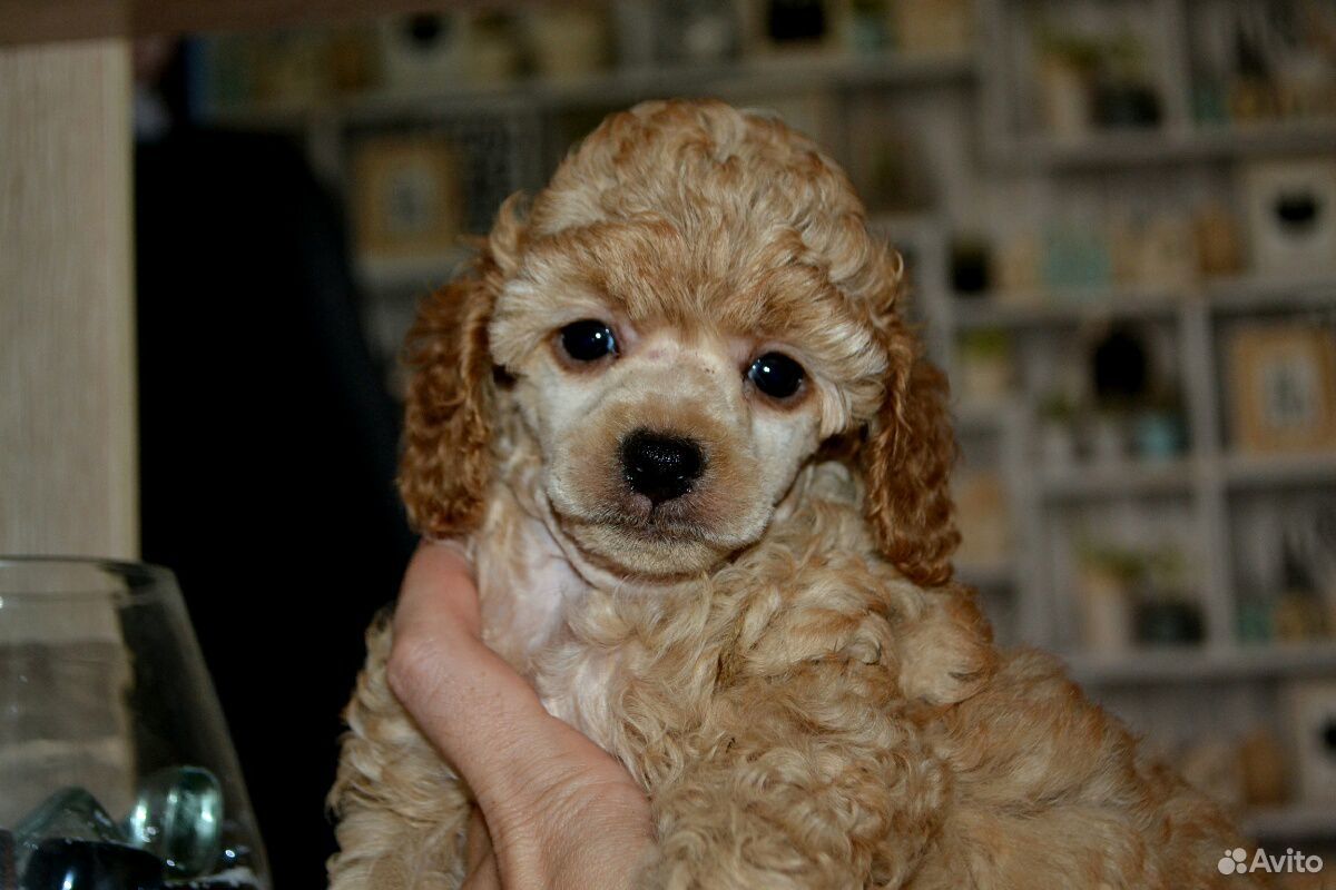 Малыши пудельки