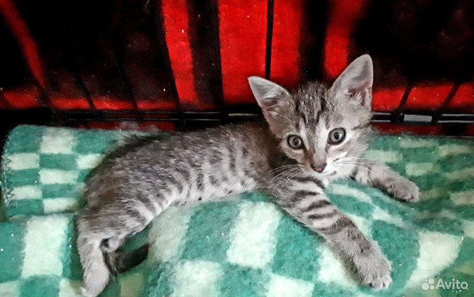 Котята полосатики