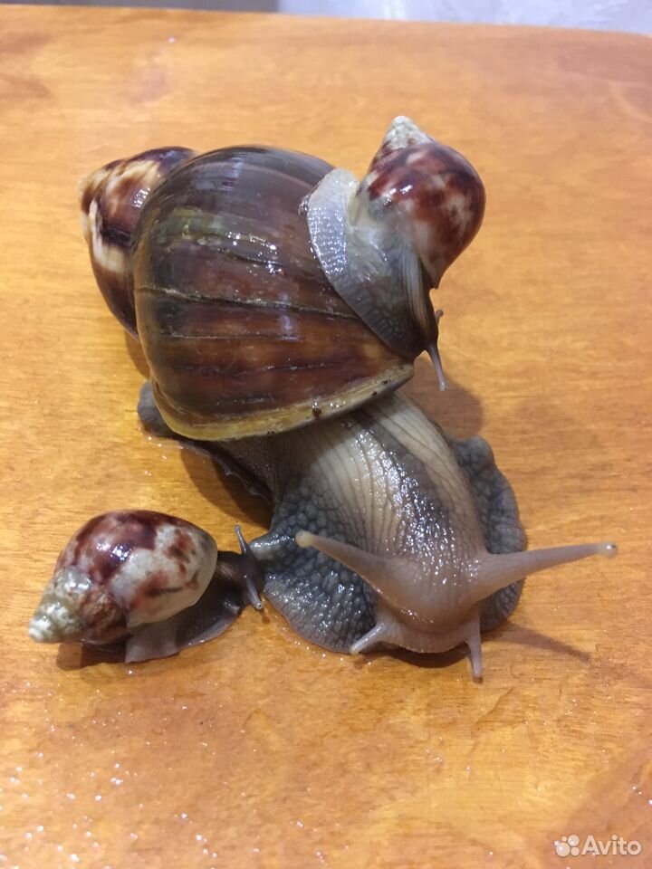 Улитки Ахатины