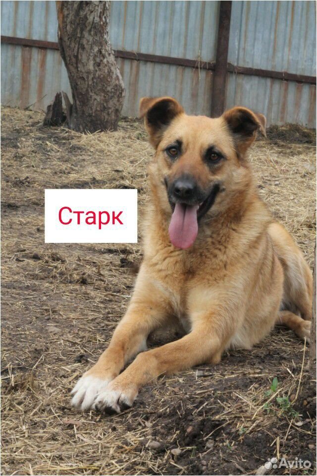 Собаки в хорошие руки, привезём