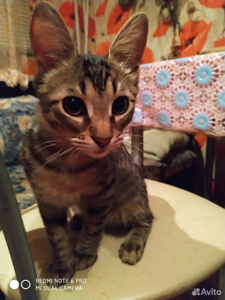 Красавец котенок Порш в хорошие ручки